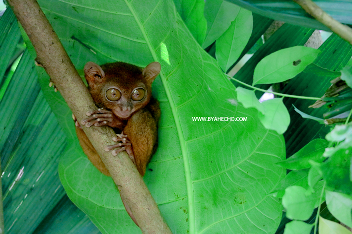 Behold Bohol: 9 Reasons Why You Should Visit Bohol, Philippines – Byahecho